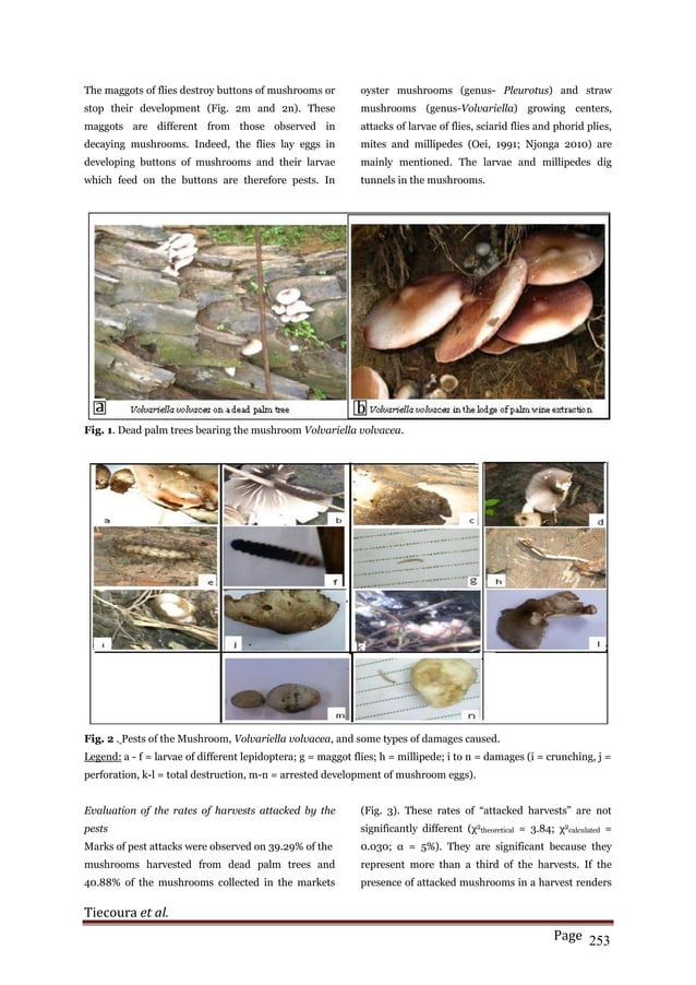 Pests of mushrooms in Cote d’ivore: the case of Volvariella volvacea | PDF