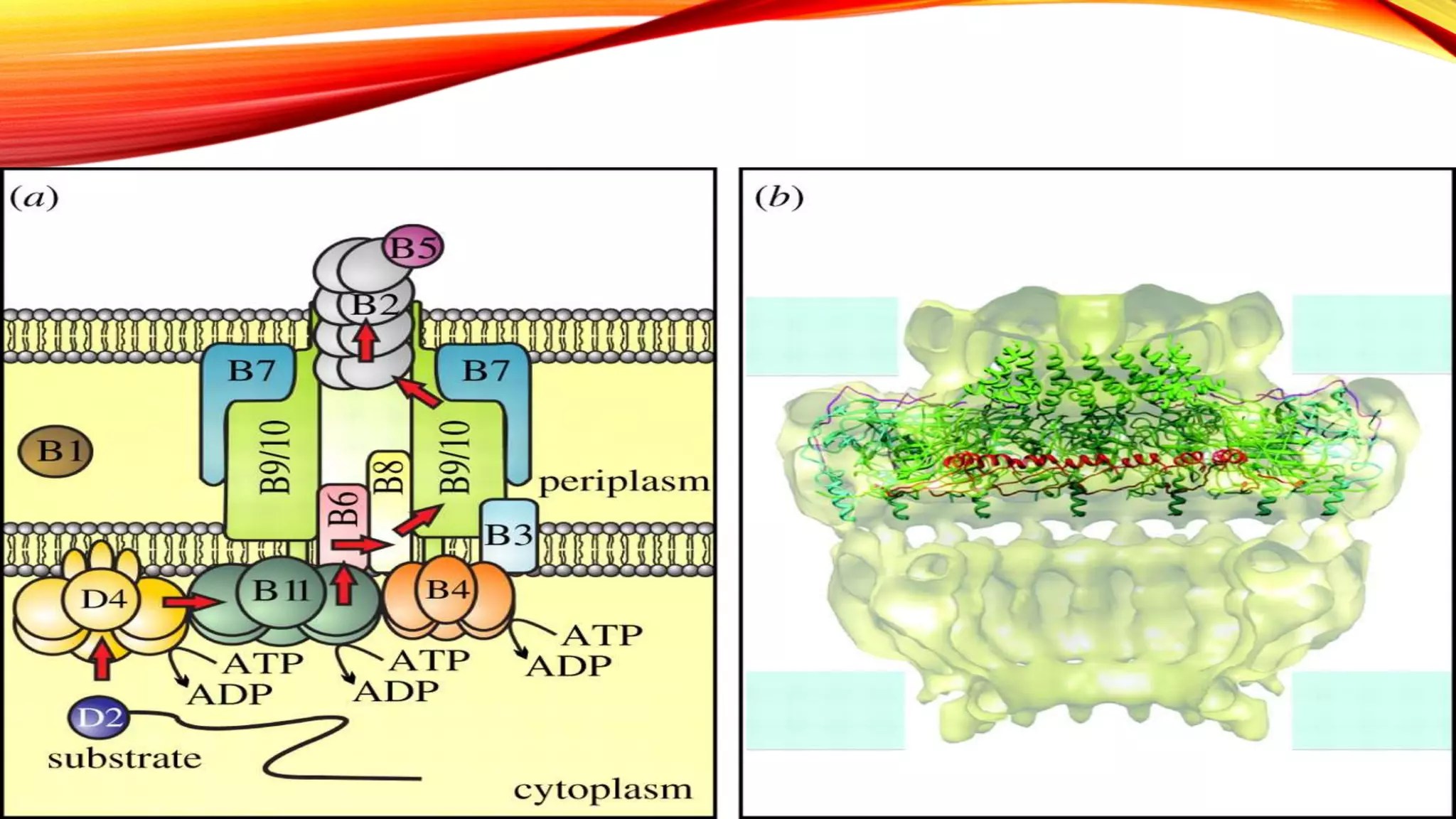 Type IV secretion system In Brucella | PPTX
