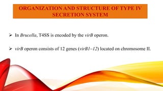 Type IV secretion system In Brucella | PPT