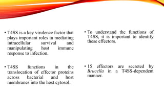 Type IV secretion system In Brucella | PPT