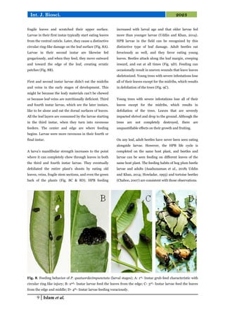 Life history of the Hog Plum Beetle, Podontia quatuordecimpunctata ...