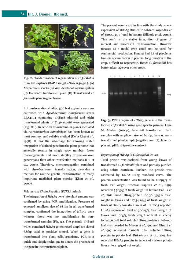 Expression of Hepatitis B Surface Antigen in Coleus forskohlii | PDF