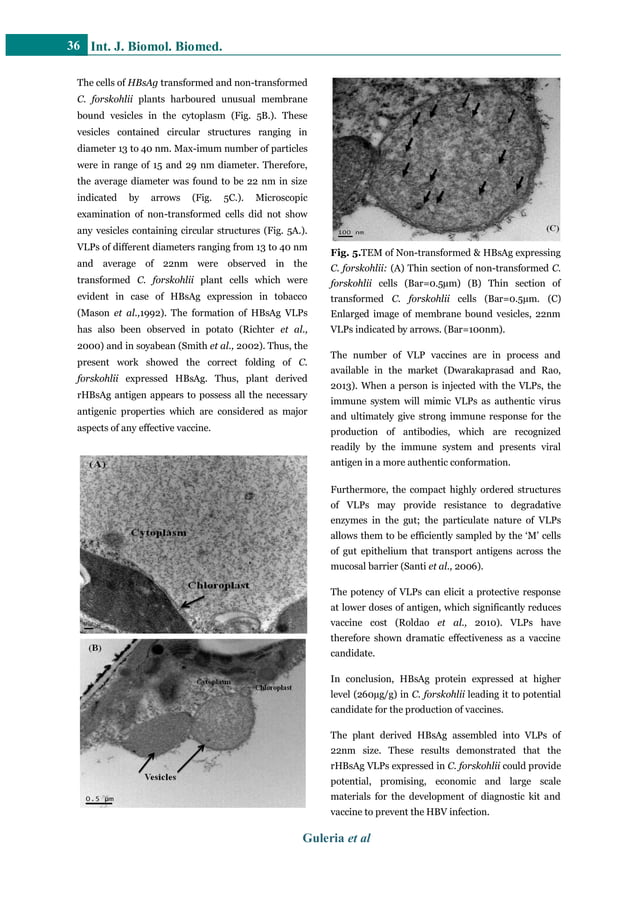 Expression of Hepatitis B Surface Antigen in Coleus forskohlii | PDF