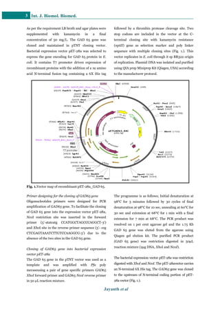 Cloning and expression of Human glutamic acid decarboxylase (GAD 65 ...