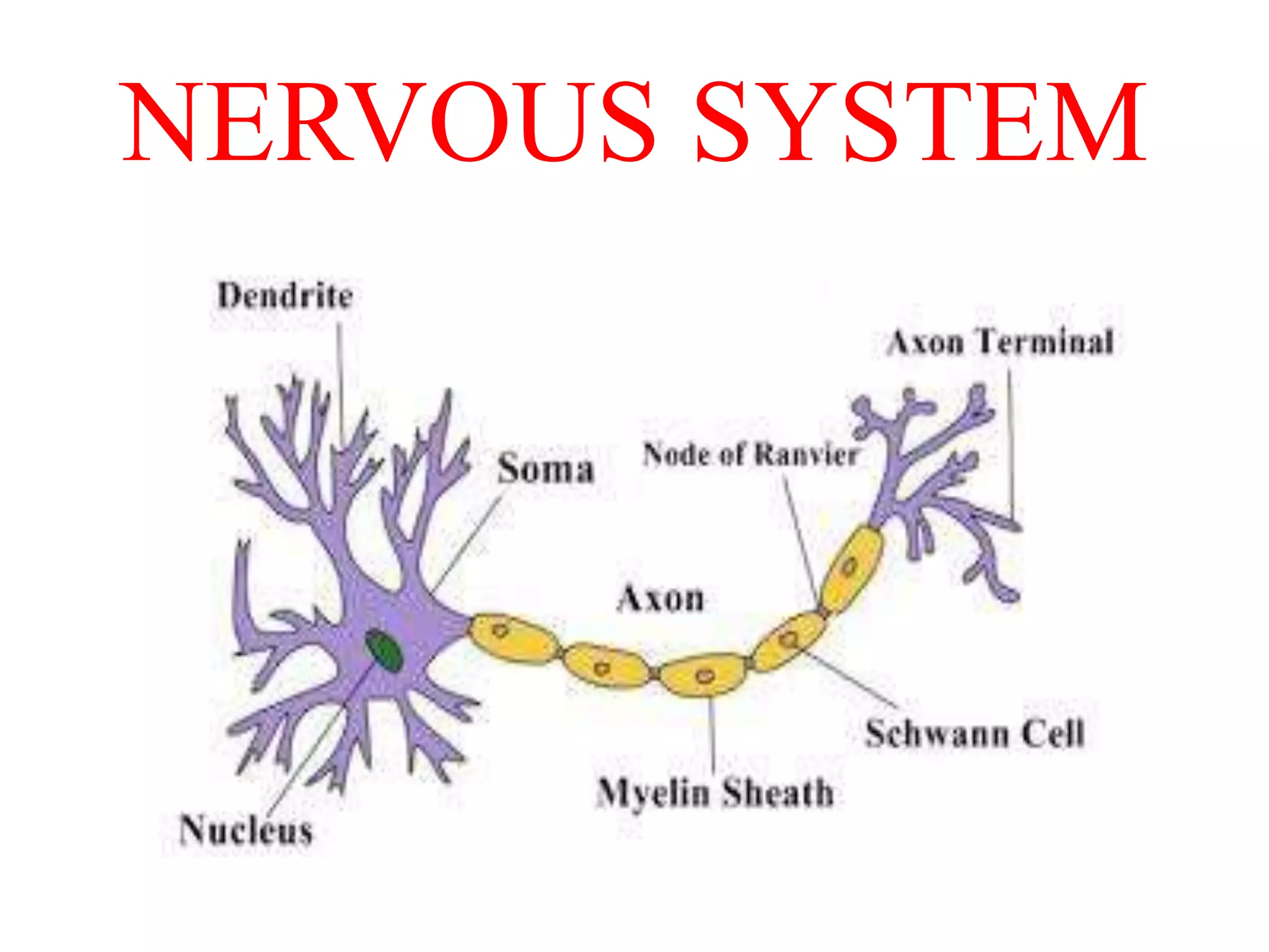 Nervous system (neuron & ion channels) | PPTX