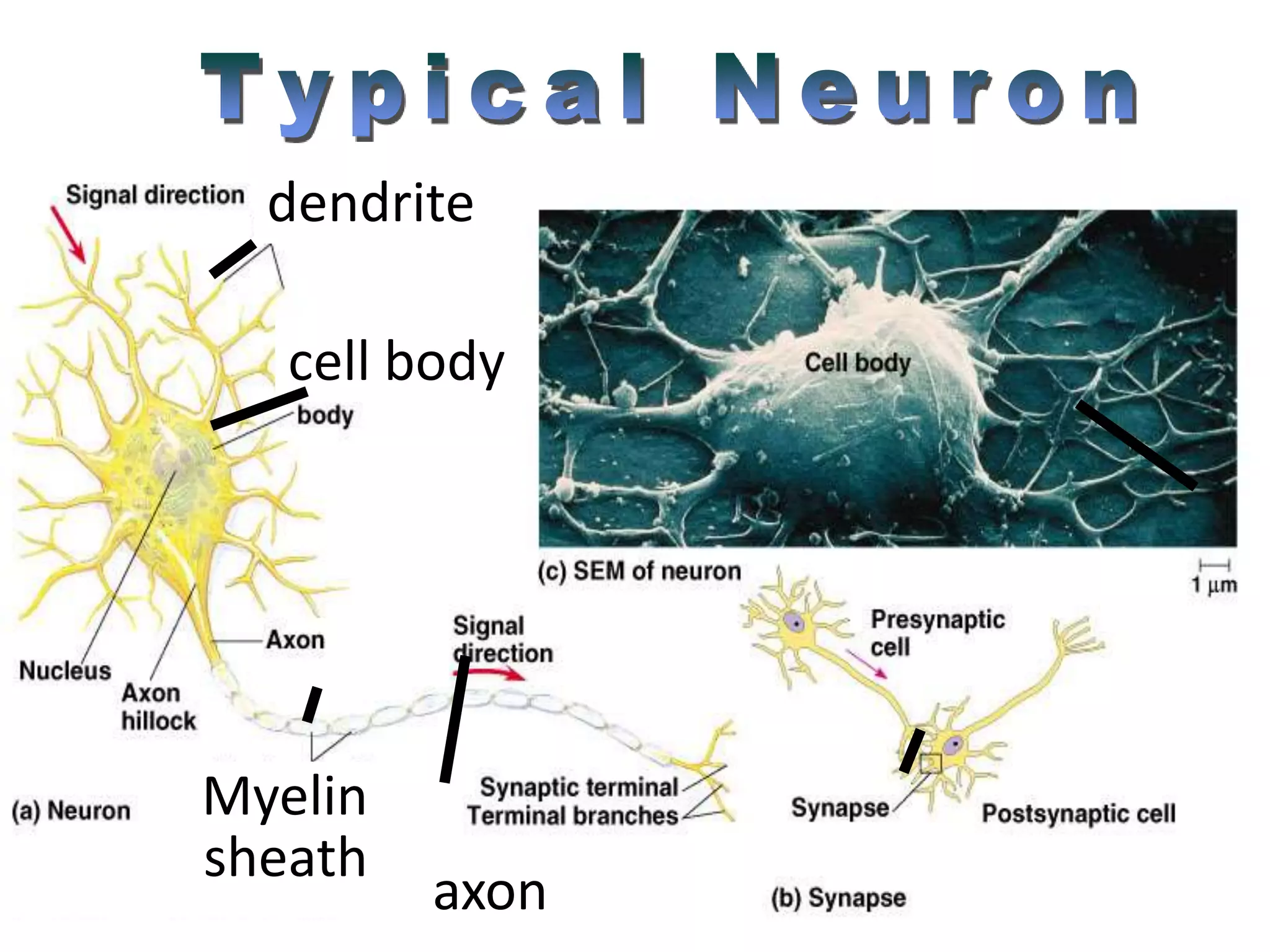 Nervous system (neuron & ion channels) | PPTX