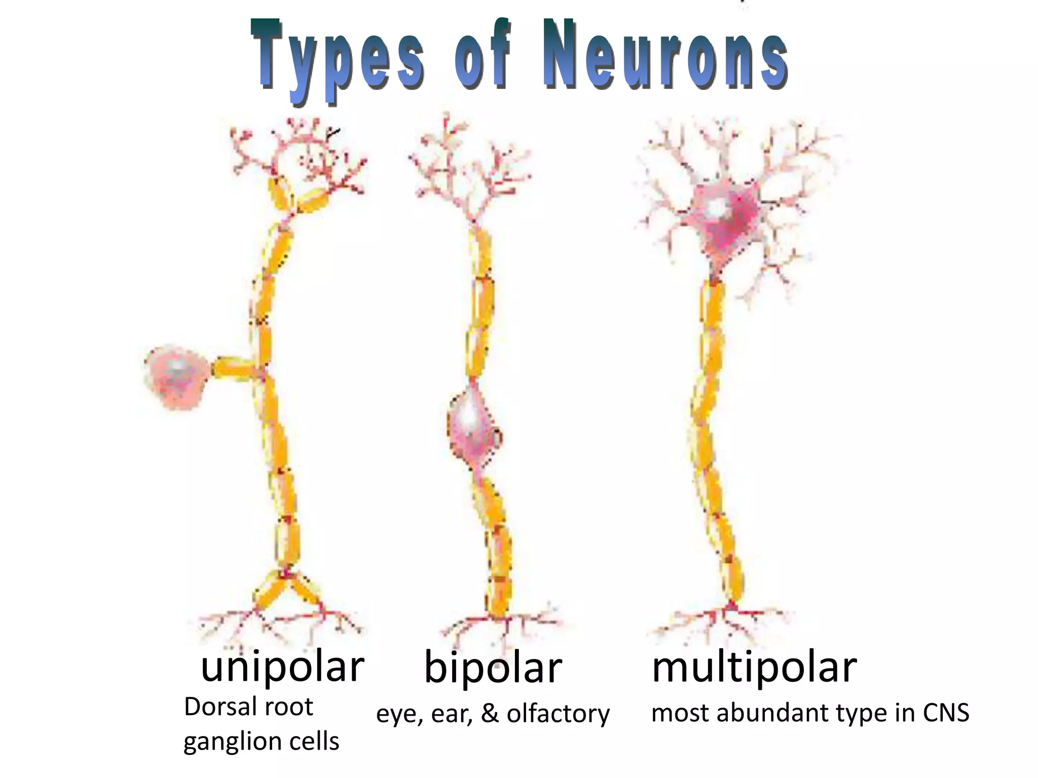 Nervous system (neuron & ion channels) | PPTX