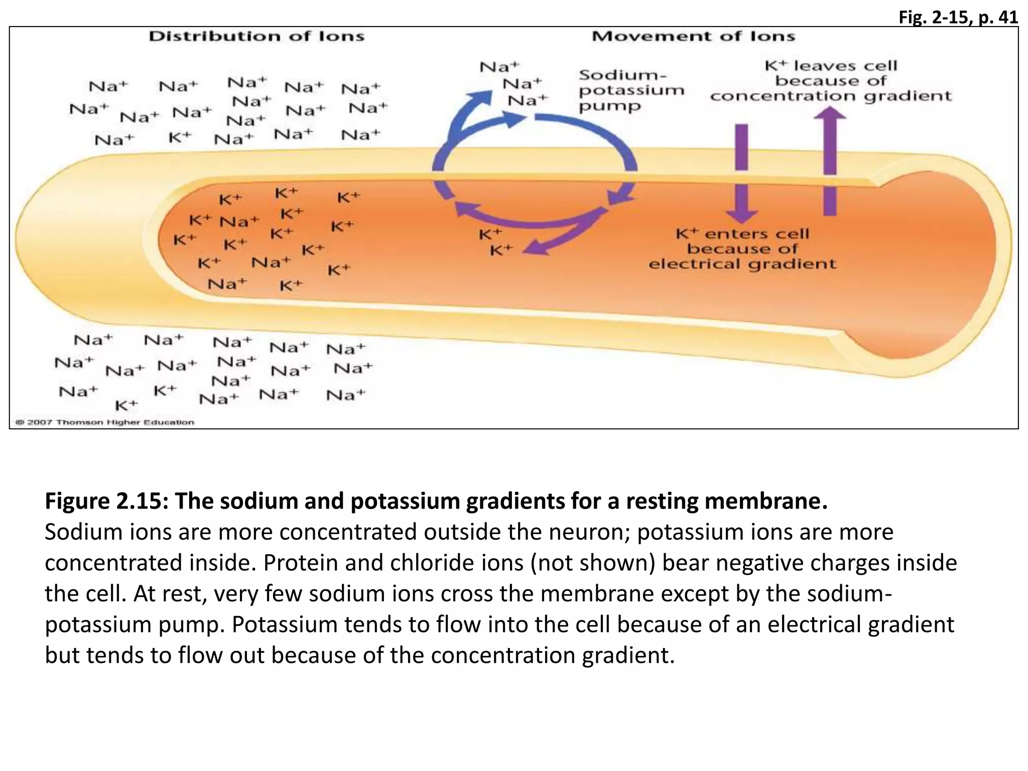 Nervous system (neuron & ion channels) | PPTX
