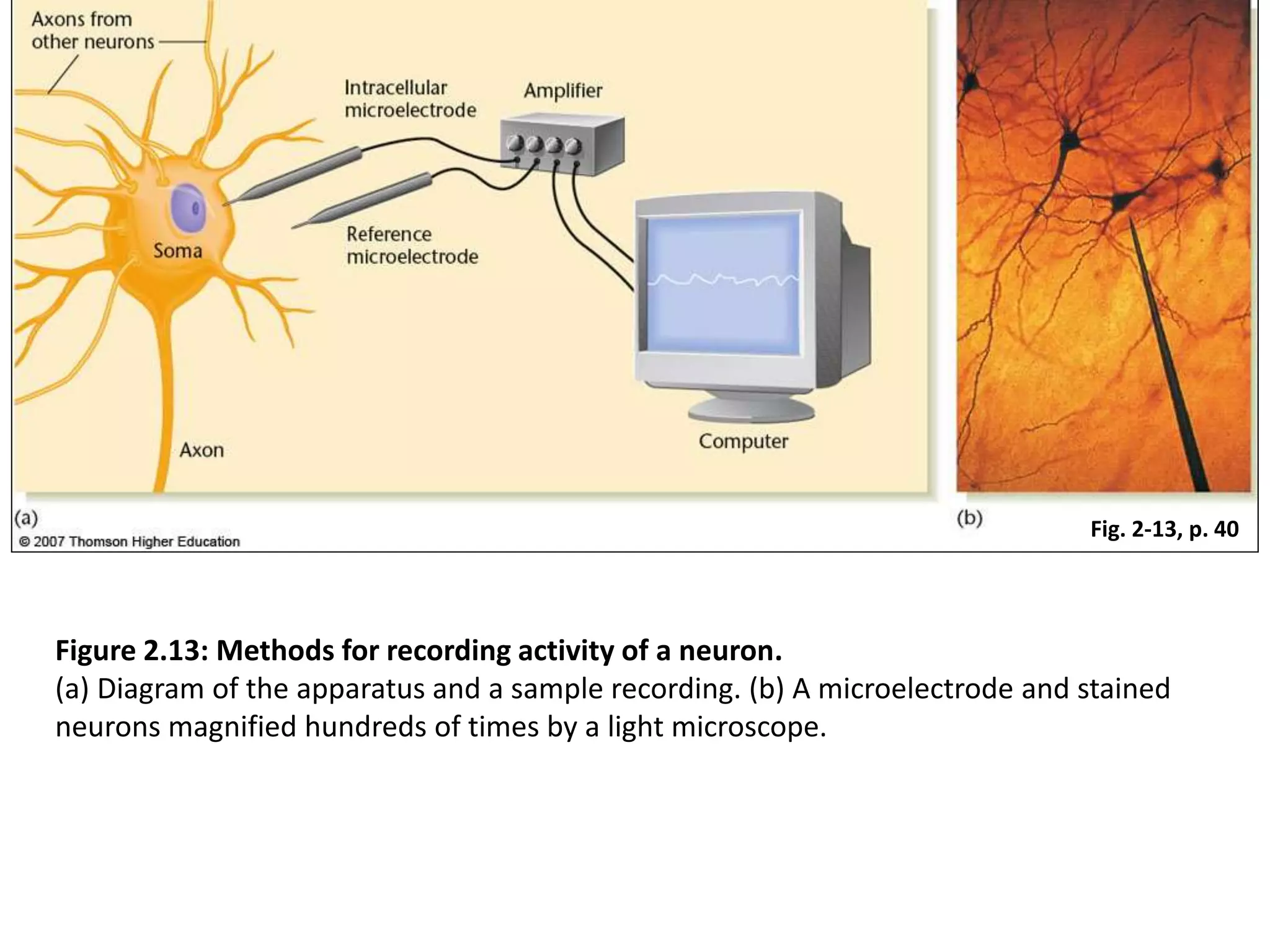 Nervous system (neuron & ion channels) | PPTX