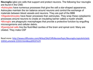 Nervous system (neuron & ion channels) | PPTX