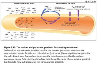 Nervous system (neuron & ion channels) | PPTX