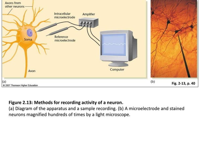 Nervous system (neuron & ion channels) | PPTX