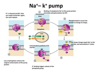 Sodium Potassium Pump Neuron