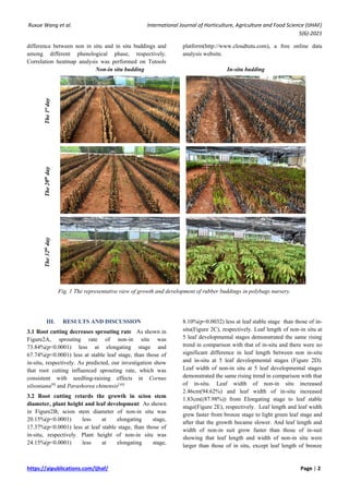 Root cutting retards scion sprouting and subsequent growth of rubber ...