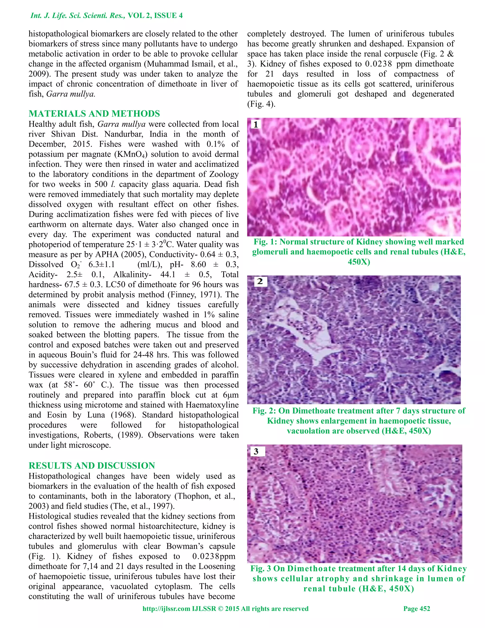 Histopathological Impact of Dimethoate on the Kidney of Freshwater Fish ...