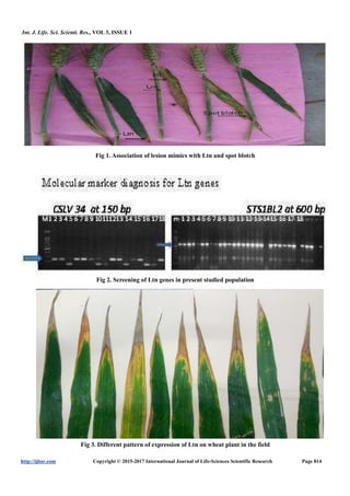 Distribution of Leaf Tip Necrosis Genes and its Association with ...