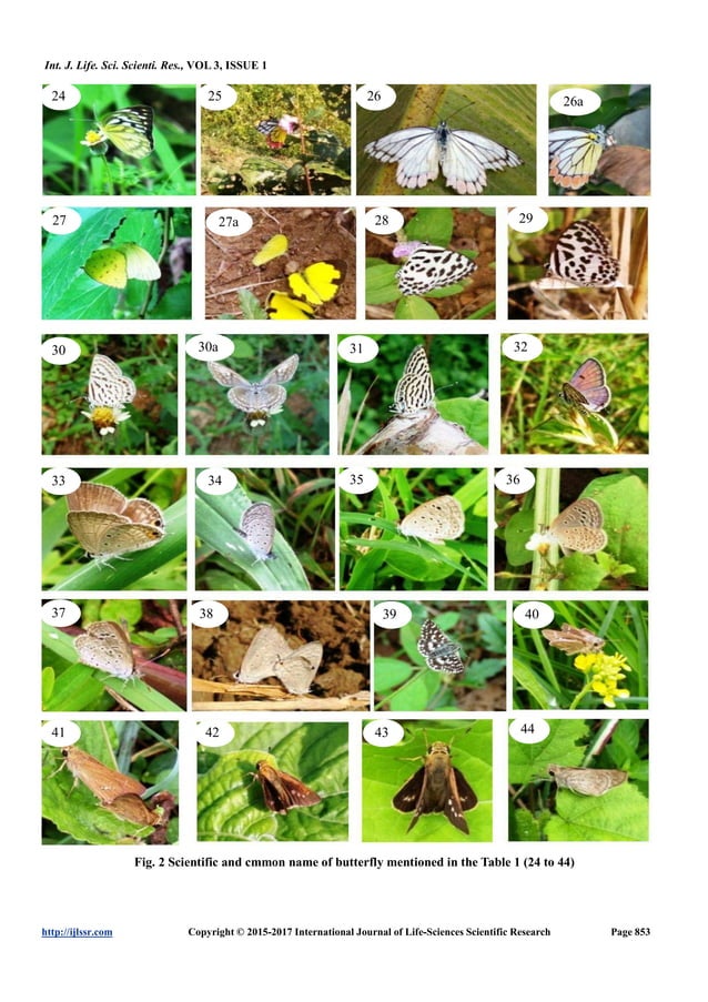 Butterfly Diversity in Agroecosystem of Arjuni/Morgaon Taluka, Gondia ...