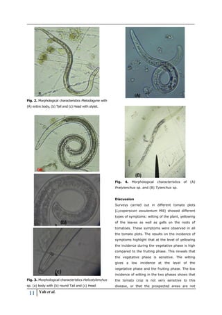 Diagnostic of tomato Nematode in Daloa (Côte d’Ivoire) | PDF | Free ...
