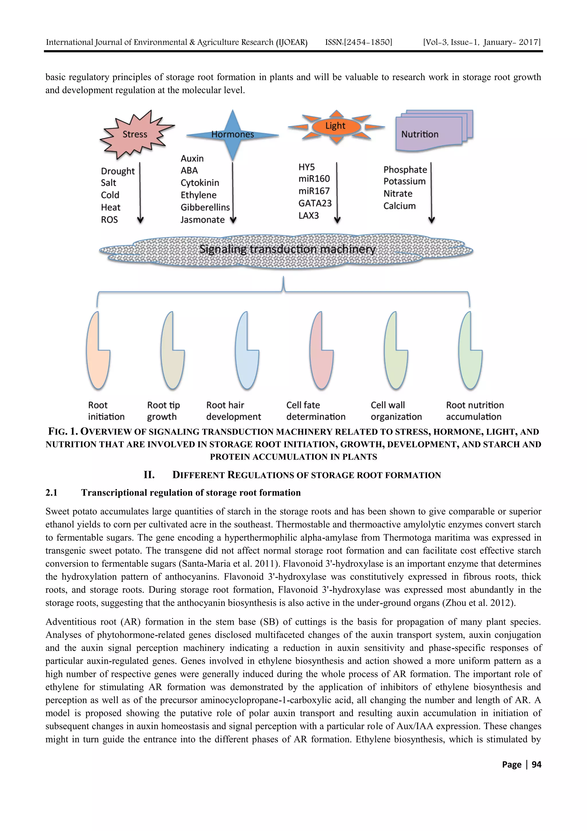 Molecular mechanisms regulating storage root formation in plants | PDF