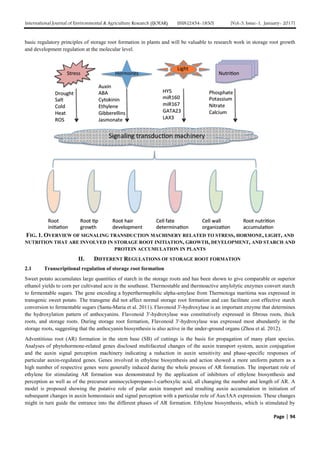 Molecular mechanisms regulating storage root formation in plants | PDF