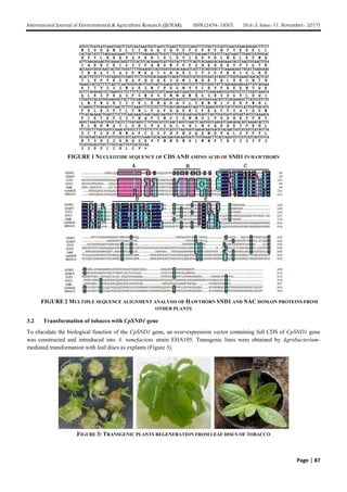 Ectopic Expression of Hawthorn SND1 Gene in Tobacco | PDF | Biological ...