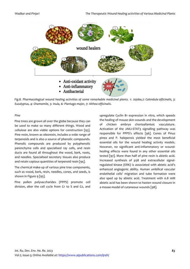 The Therapeutic Wound Healing activities of Various Medicinal Plants ...