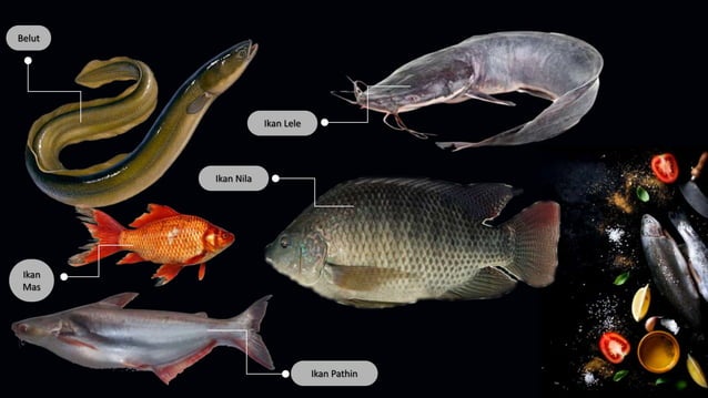 ikan.pptx