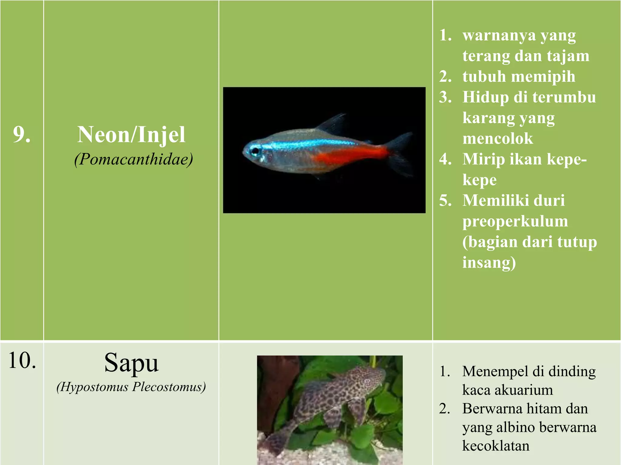 MACAM-MACAM IKAN HIAS AIR TAWAR dan AIR LAUT | PPTX