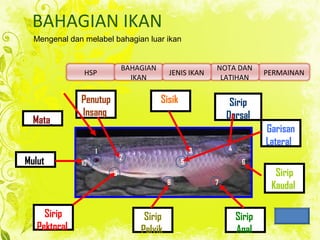 Ikan Hiasan | PPT