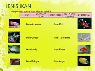 Ikan Hiasan | PPT