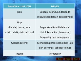 Pengenalan Ikan Hiasan | PPTX