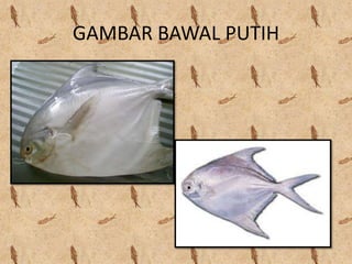 IKAN KHAS PAPUA | PPTX