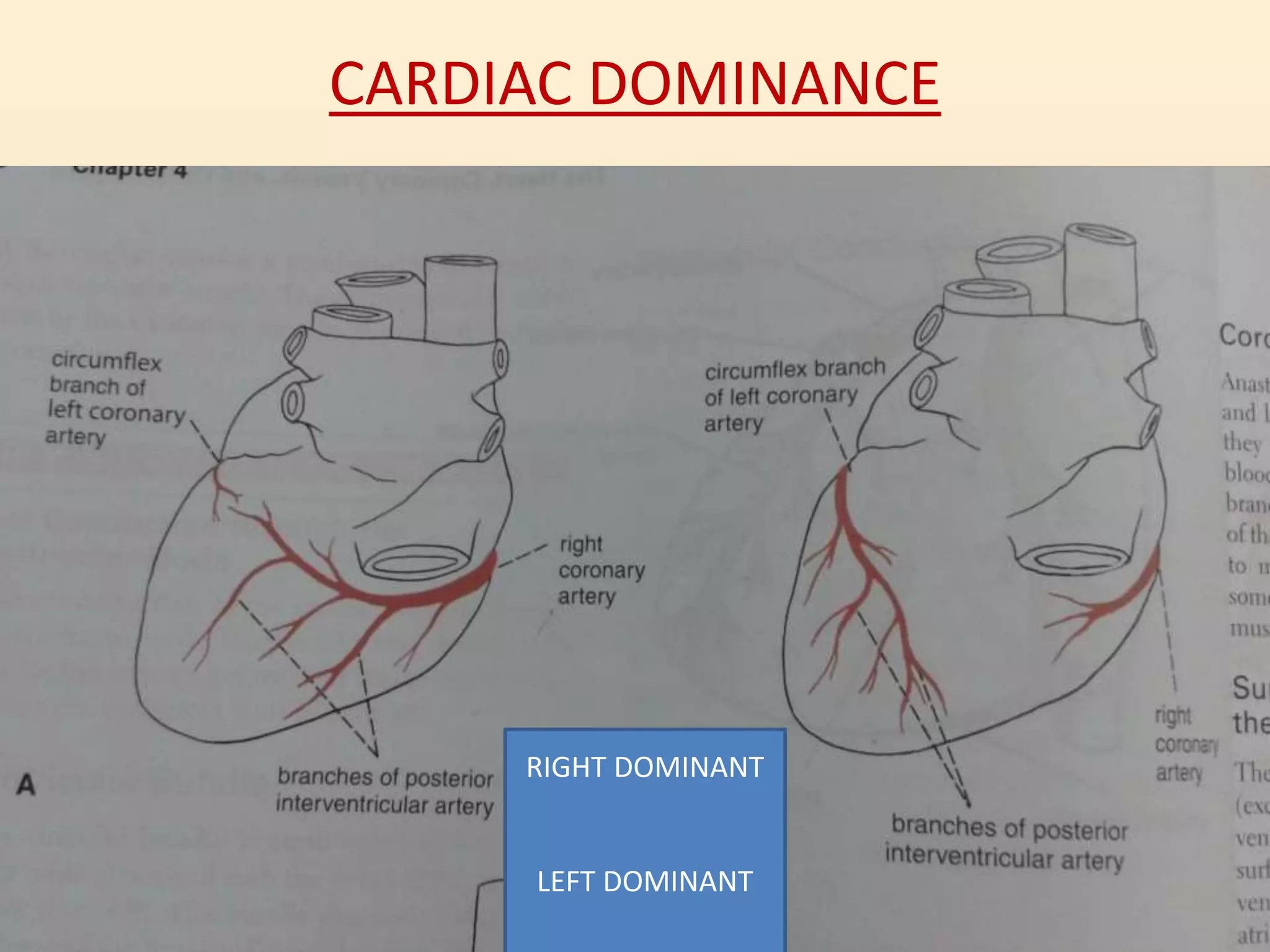 Regulation of Coronary Blood Flow | PPTX