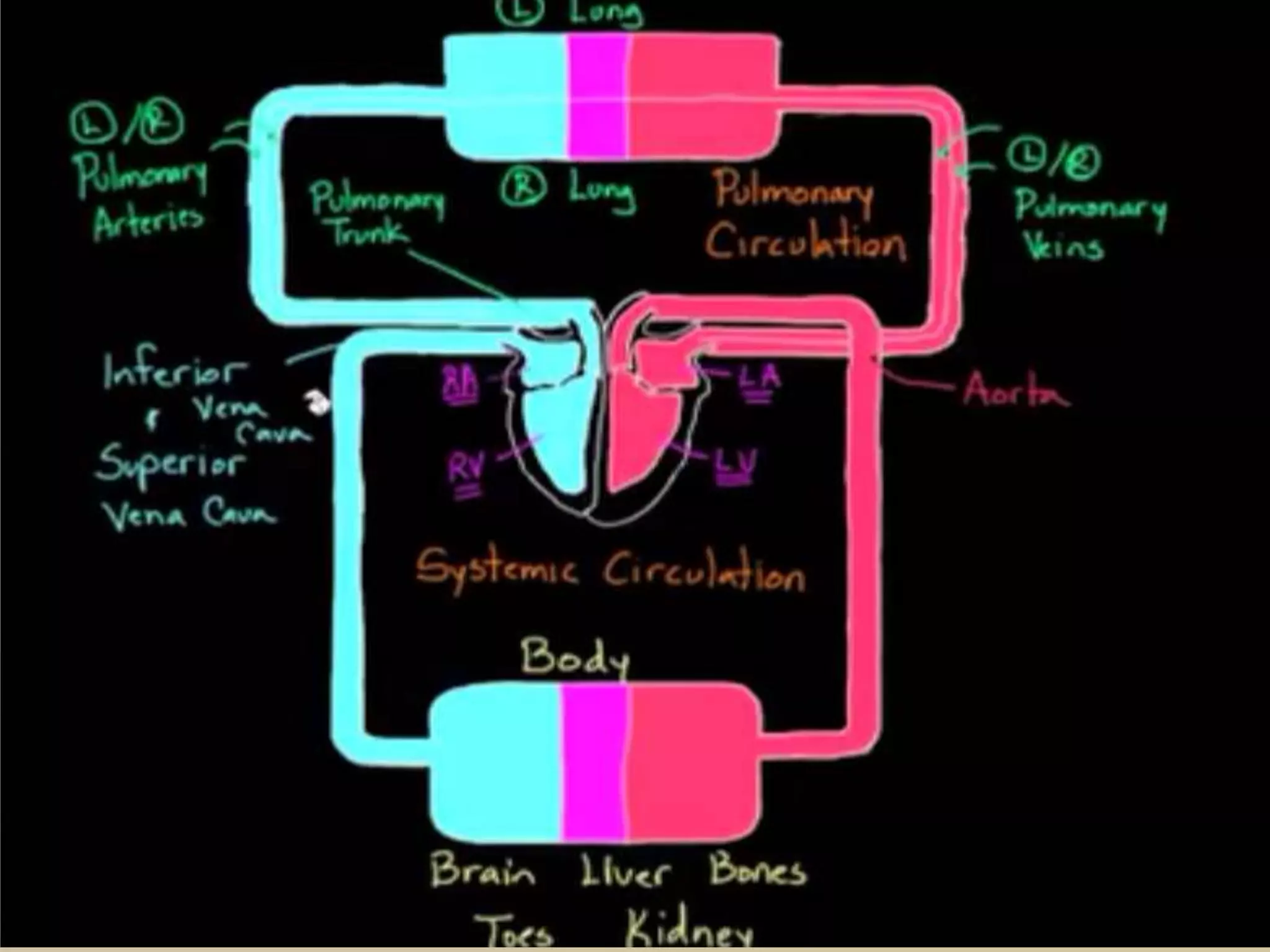Regulation of Coronary Blood Flow | PPTX