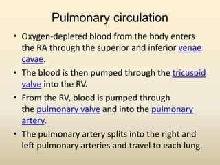 Regulation of Coronary Blood Flow | PPTX