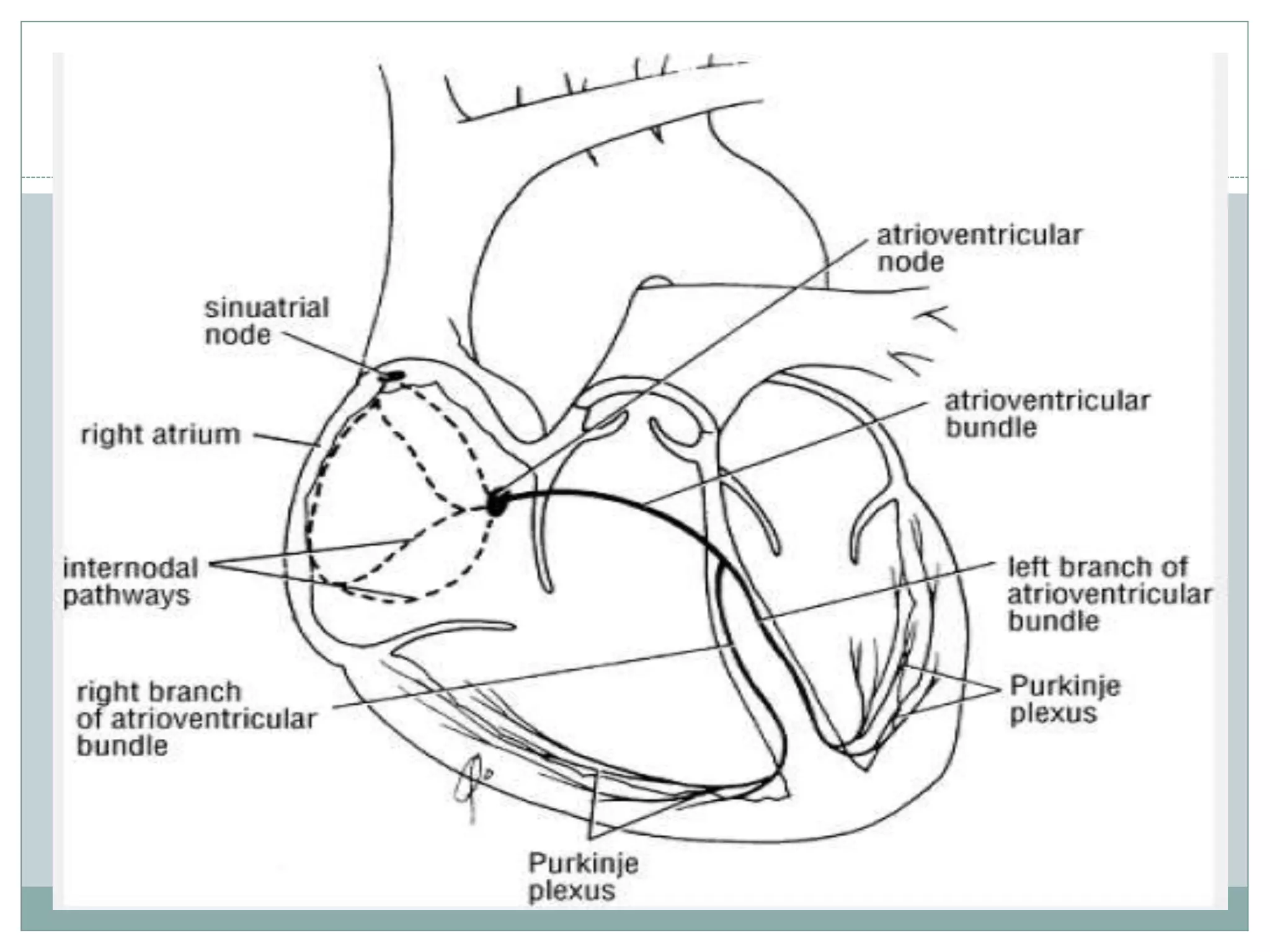 Ikasari-Anatomi-Fisiologi sistem kardiovaskuler.pptx