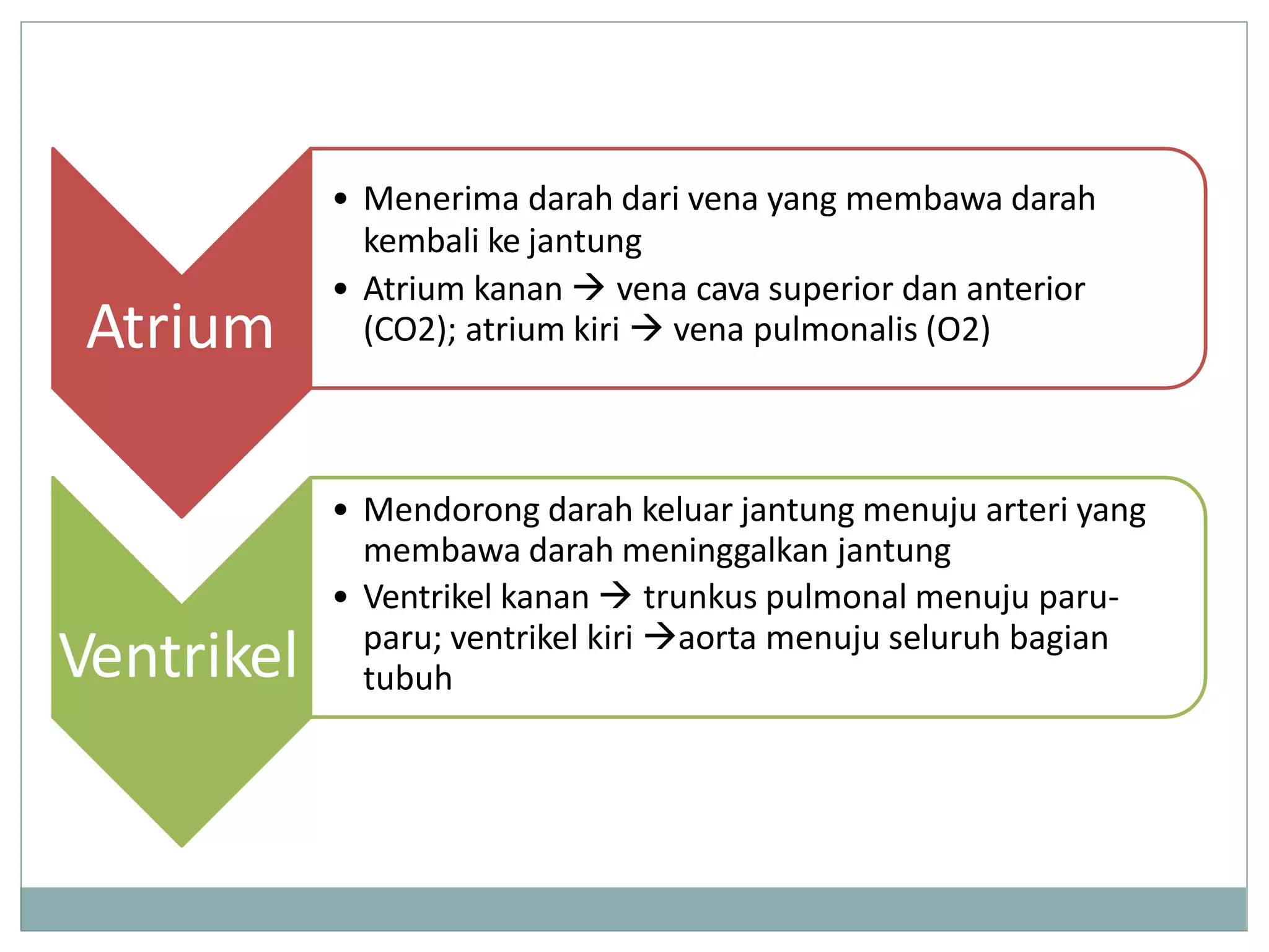 Ikasari-Anatomi-Fisiologi sistem kardiovaskuler.pptx