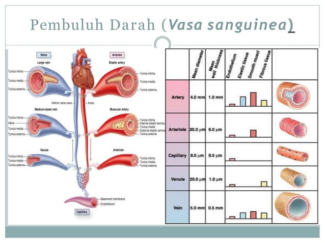 Ikasari-Anatomi-Fisiologi sistem kardiovaskuler.pptx
