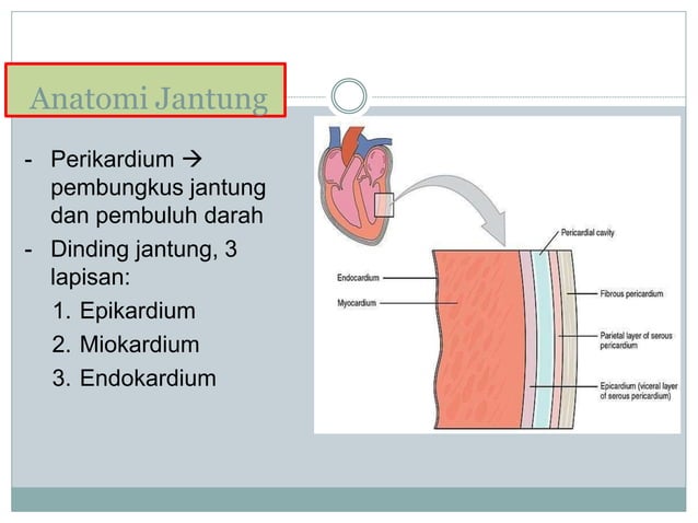 Ikasari-Anatomi-Fisiologi sistem kardiovaskuler.pptx