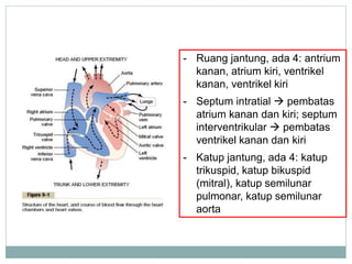 Ikasari-Anatomi-Fisiologi sistem kardiovaskuler.pptx