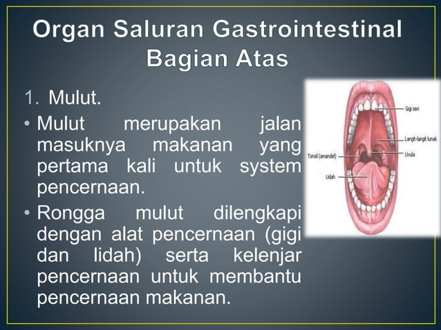 Anatomi dan Fisiologi Eliminasi Fekal | PPTX
