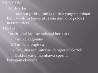 sistem reproduksi pria | PPTX