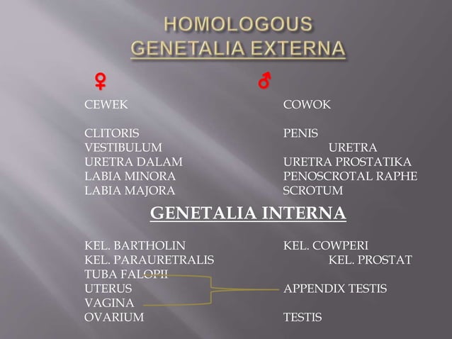 Ikd sistem reproduksi pria 2 | PPT