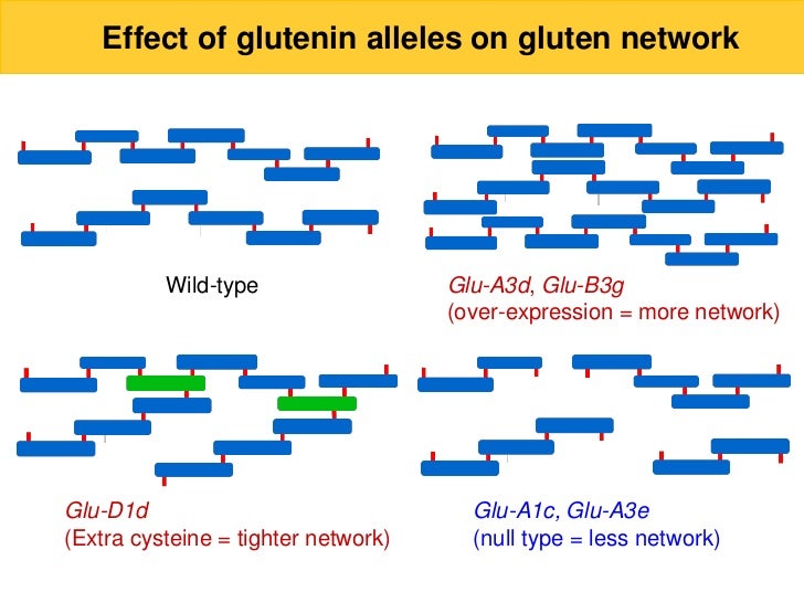 Glutenin - Alchetron, The Free Social Encyclopedia