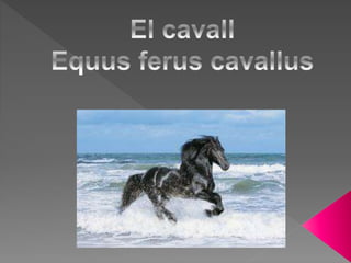 El cavall | PPTX