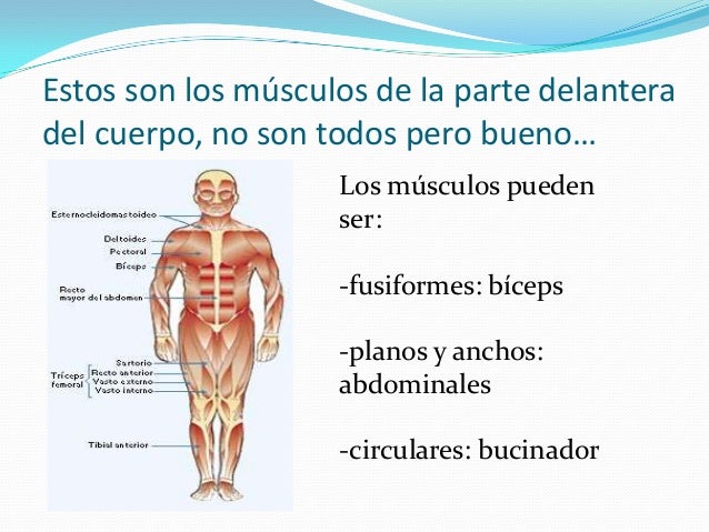 Cmo Funciona El Sistema Locomotor Sistema Locomotor