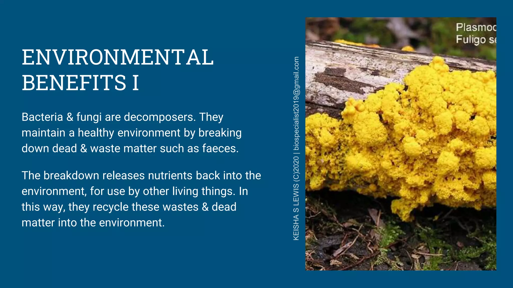 CSEC Science - Benefits of Microbes | PPTX