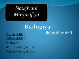 İkiləpəlilər və birləpəlilər | PPT