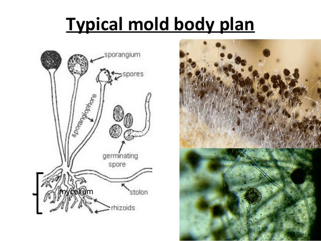 Zygote Fungi Phylum Zygomycota Naturewatch Nz