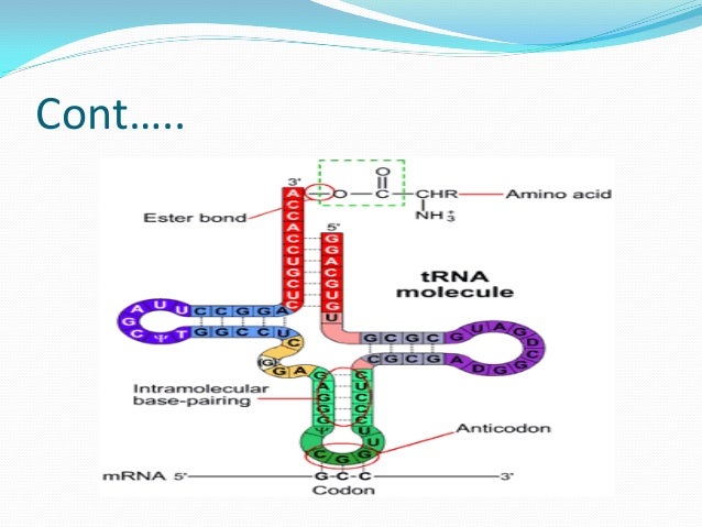 Translation In Prokaryotes And Eukaryotes translation-in-prokaryotes-and-eukaryotes